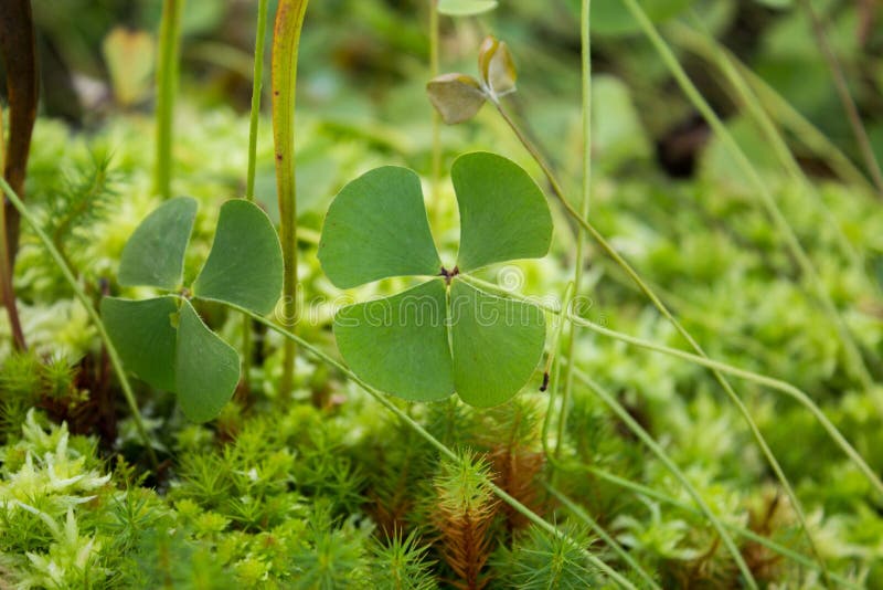 Four Leaf Water Clover stock image. Image of closeup - 137423011