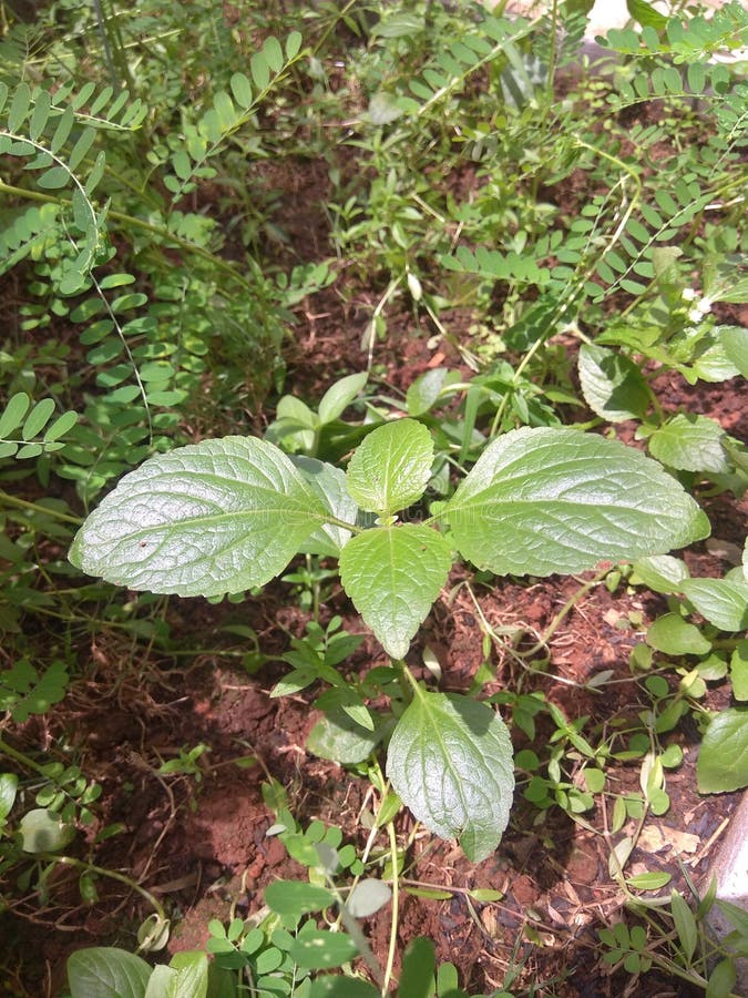 Four Leafs in the garden stock photo. Image of leafs - 227780926