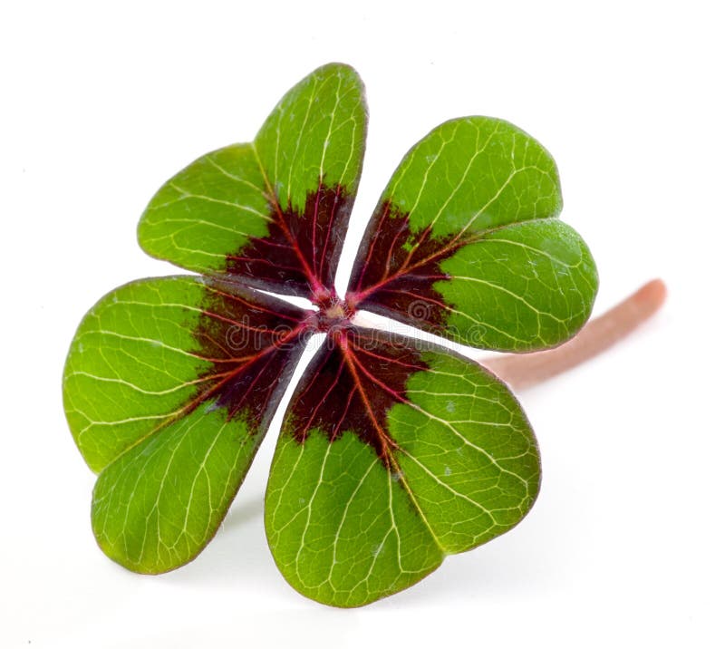 Fourleave Stock Photos - Free & Royalty-Free Stock Photos from Dreamstime