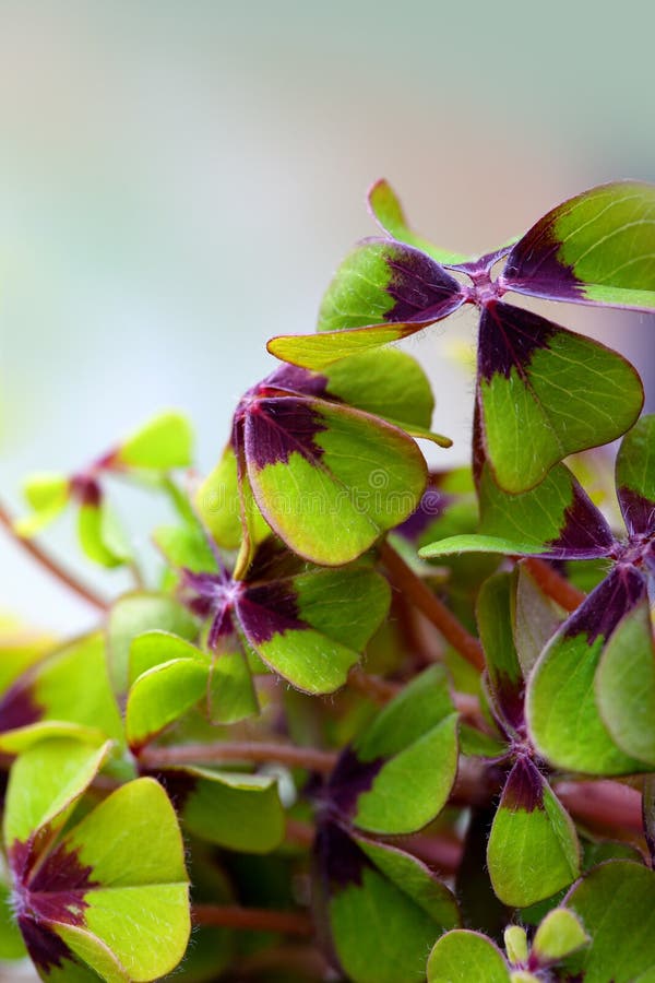 Four Leaved Fortune Clover Growing In Sunlight On Ground Stock Photo ...