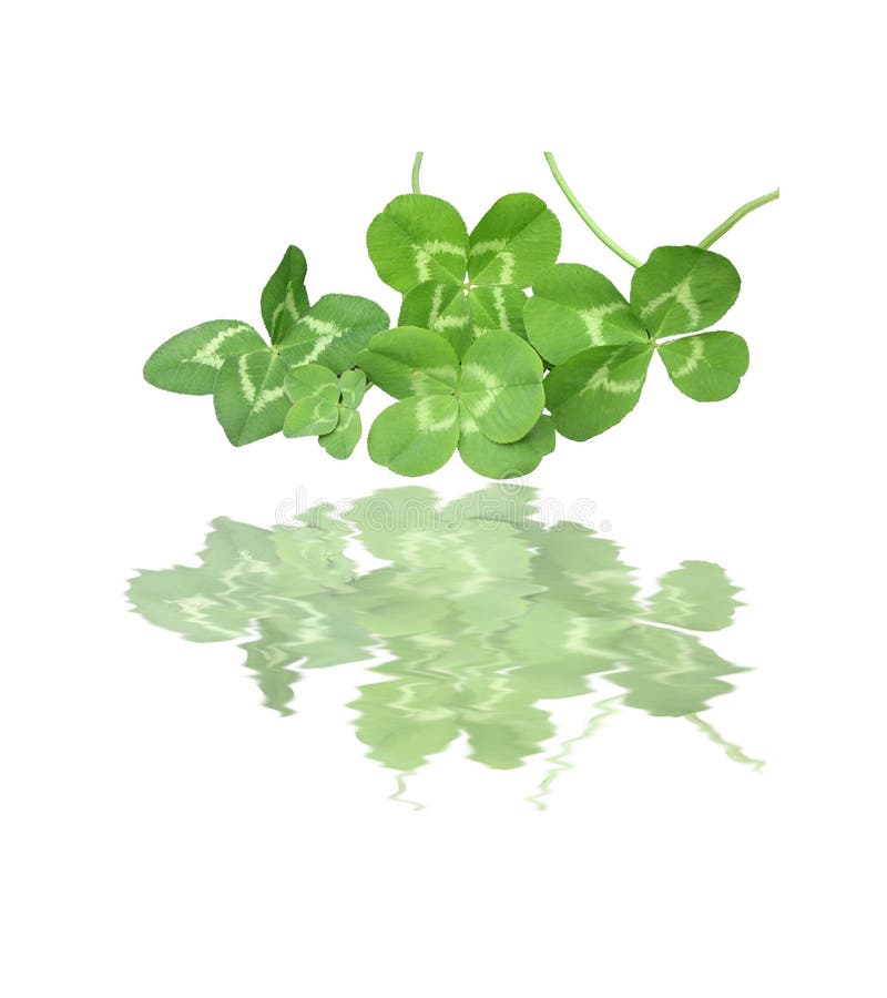 Four Leaved Fortune Clover Growing In Sunlight On Ground Stock Photo ...