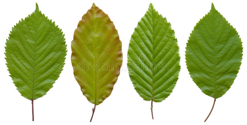 Four leaves stock photo. Image of botany, insulated, texture - 5380660