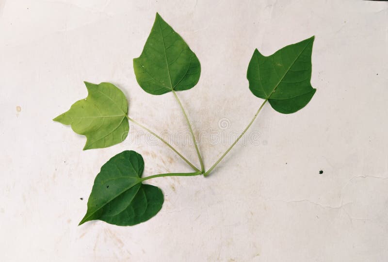 Four Leaves Patterns stock image. Image of sketch, pattern - 227107247