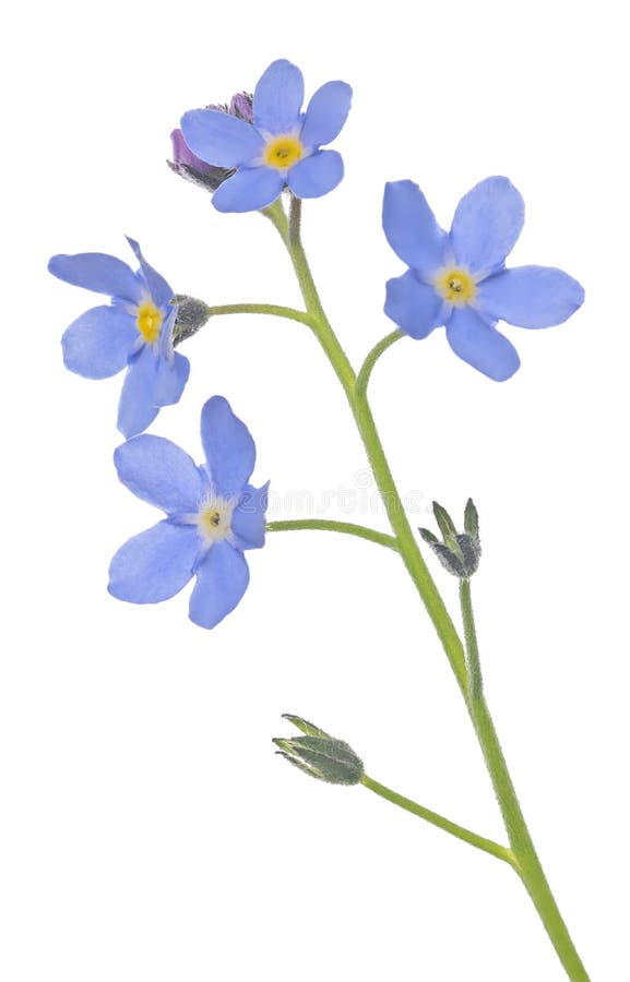 Four Light Blue Forget-me-not Blooms on Stem Stock Photo - Image of ...