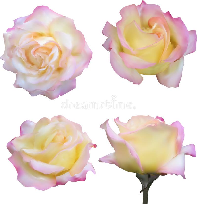 Four Rose Flowers Compositions Isolated On White Stock Vector ...