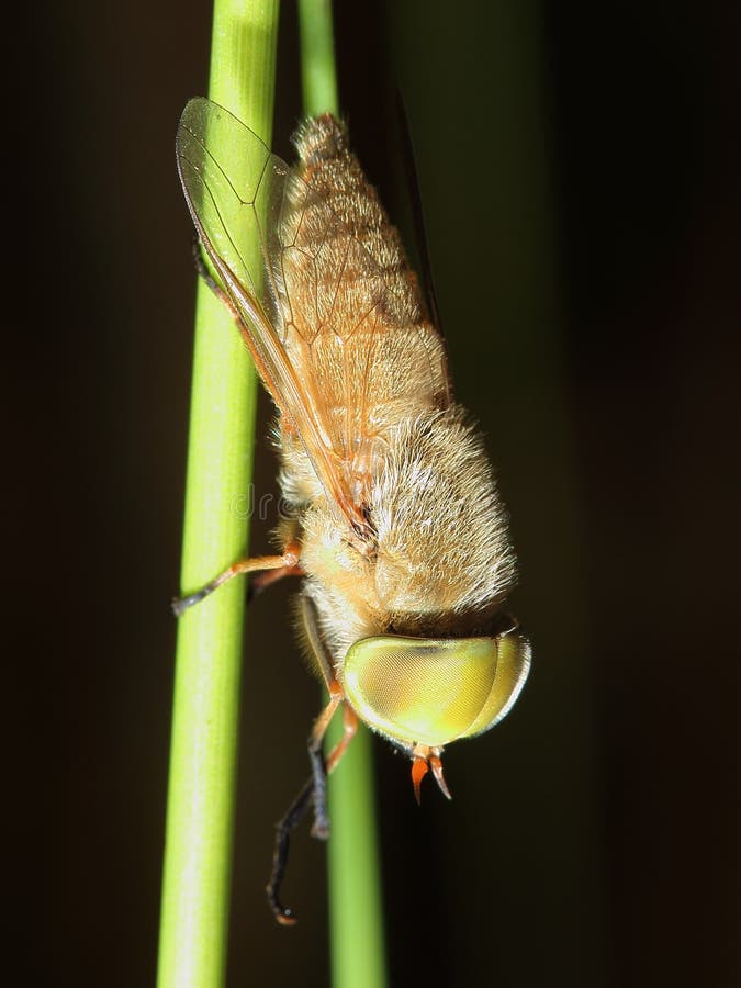 Lined Horsefly Stock Photos - Free & Royalty-Free Stock Photos from ...