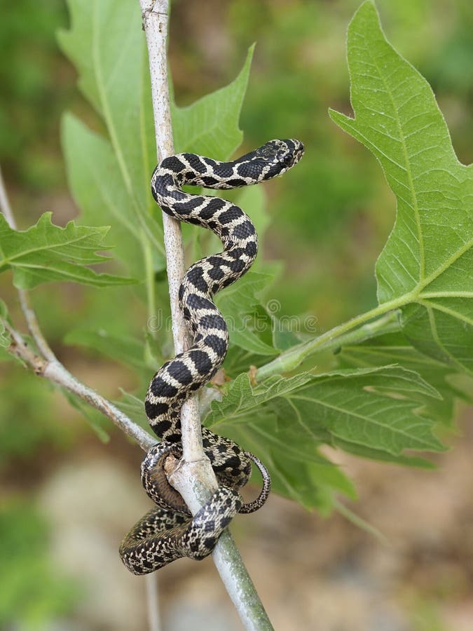 Four-lined Snake, Elaphe Quatuorlineata Stock Photo - Image of bulgaria ...