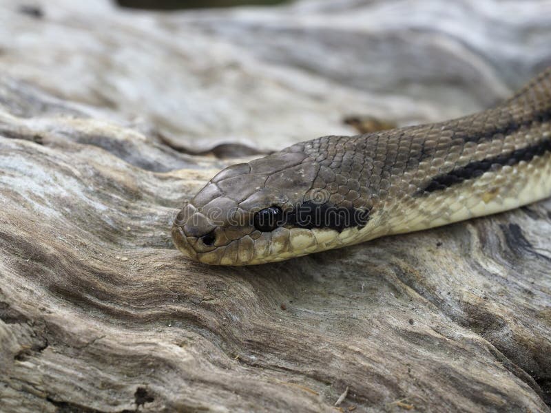 Four-lined Snake, Elaphe Quatuorlineata Stock Photo - Image of europe ...