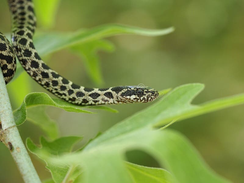 Four-lined Snake, Elaphe Quatuorlineata Stock Image - Image of wildlife ...