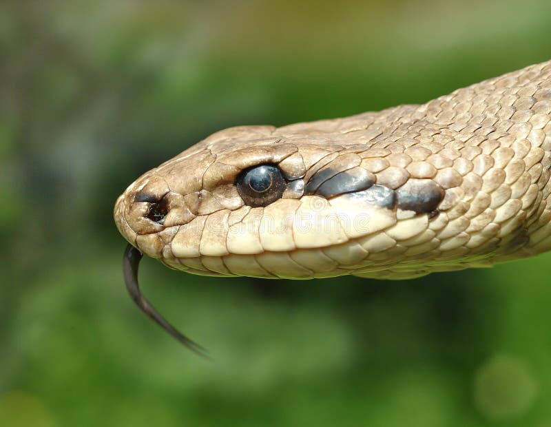 Four Lined Snake, Elaphe Quatuorlineata Stock Photo - Image of park ...