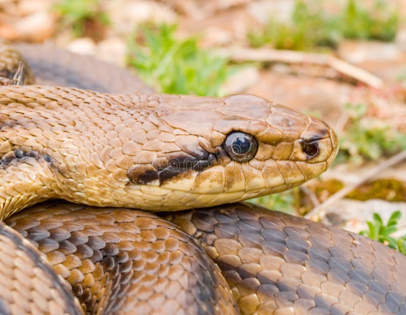 Four Lined Snake, Elaphe Quatuorlineata Stock Image - Image of reptile ...