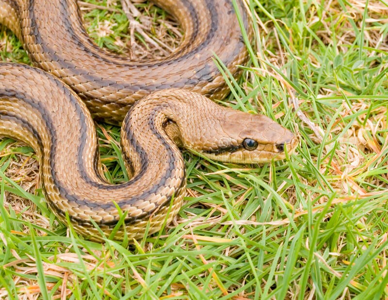 Four Lined Snake, Elaphe Quatuorlineata Stock Image - Image of national ...