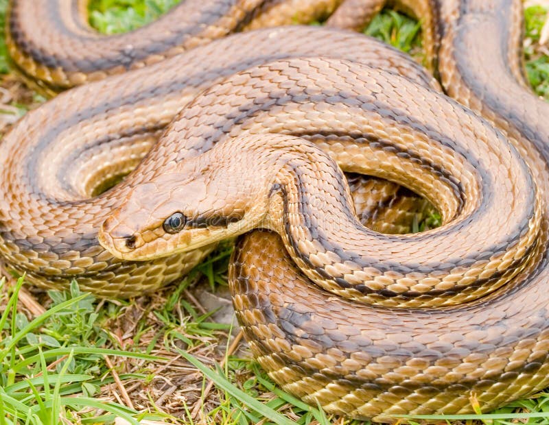 Four Lined Snake, Elaphe Quatuorlineata Stock Image - Image of europe ...