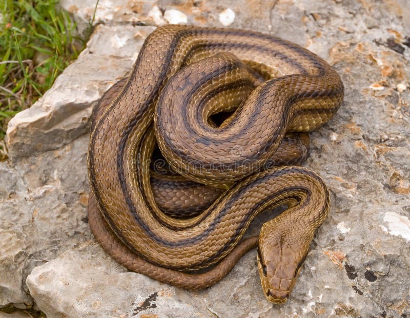 Four Lined Snake, Elaphe Quatuorlineata Stock Image - Image of snake ...