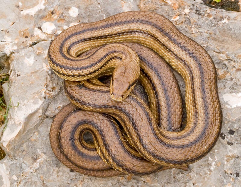 Four Lined Snake, Elaphe Quatuorlineata Stock Image - Image of four ...