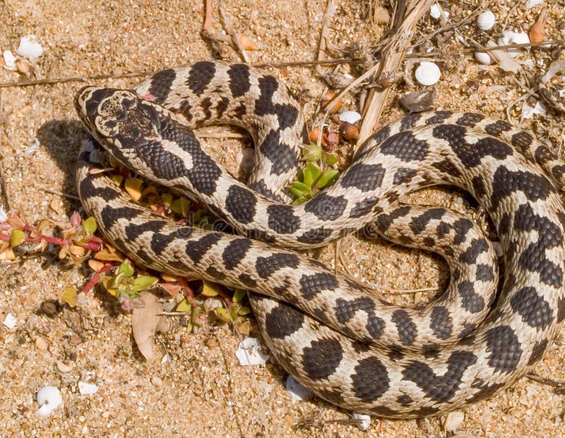 The Four-lined Snake, Bulgarian Ratsnake (Elaphe Quatuorlineata) Head ...