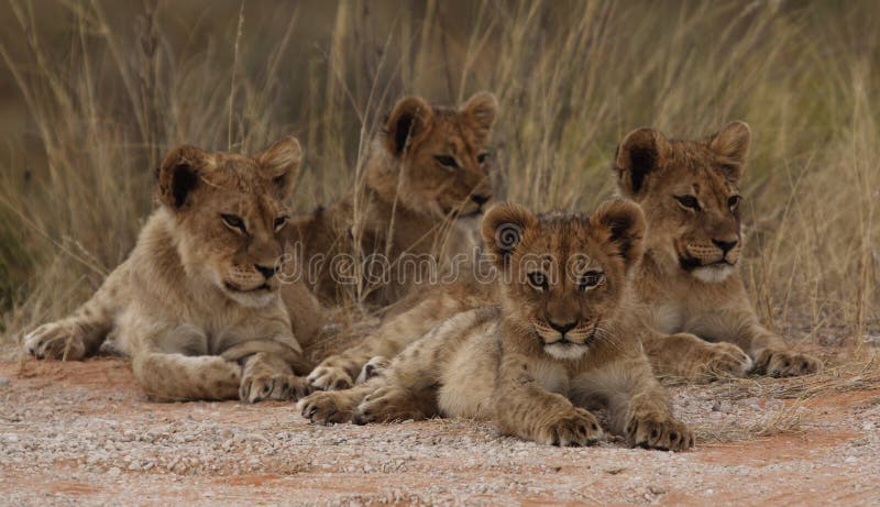 Four lion cubs stock photo. Image of predator, nature - 36635320