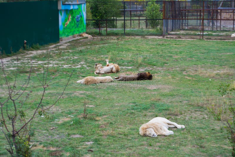 Four Lions stock photo. Image of mother, animal, child - 4694990