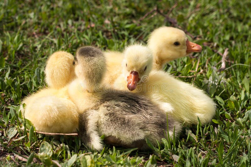 Four Little Domestic Gosling in Green Grass Stock Image - Image of ...