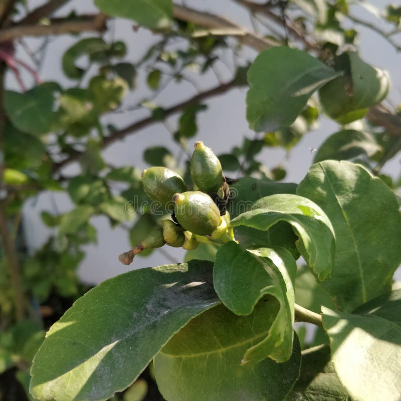 Four Little Green Coloured Lemons on a Lemon Tree in the Sun Stock ...