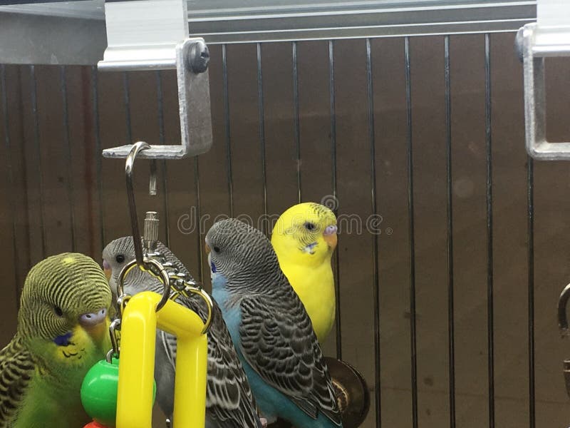Four Little Pet Birds stock image. Image of yellow, little - 173813505