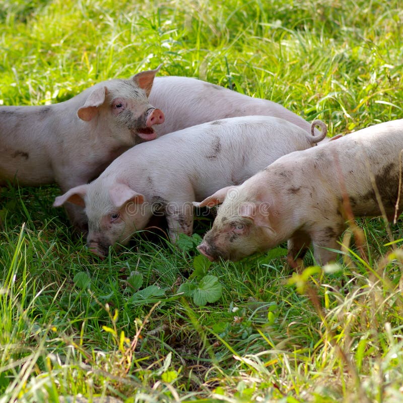 Four little piglets stock image. Image of four, domestic - 84127953