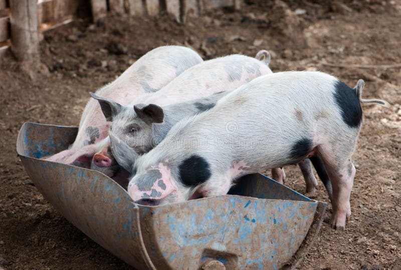 Four little pigs stock photo. Image of piglet, industry - 34607228