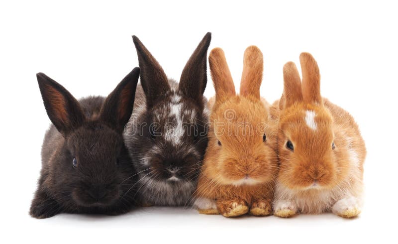 2,785 Black White Rabbits Stock Photos - Free & Royalty-Free Stock ...