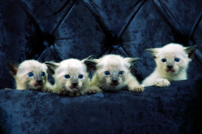 Newborn Siamese Kittens