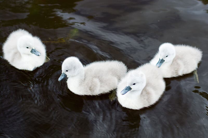 Little swans stock photo. Image of baby, young, lake - 19686568