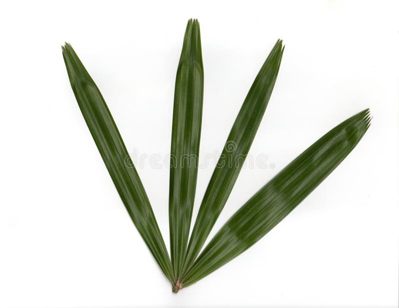 Four long leaf segments stock image. Image of produce - 254215809