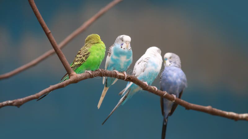 Four love birds on tree stock photo. Image of love, colorful - 153690910