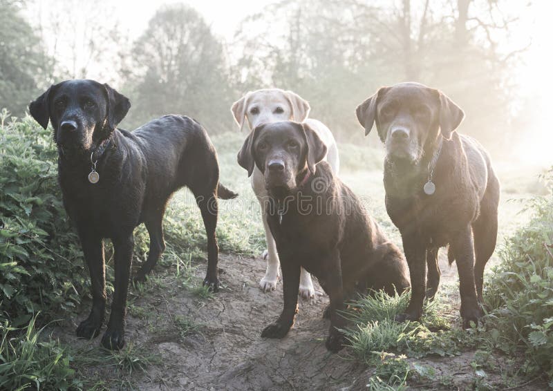Four lovely labradors stock photo. Image of labrador - 138703398
