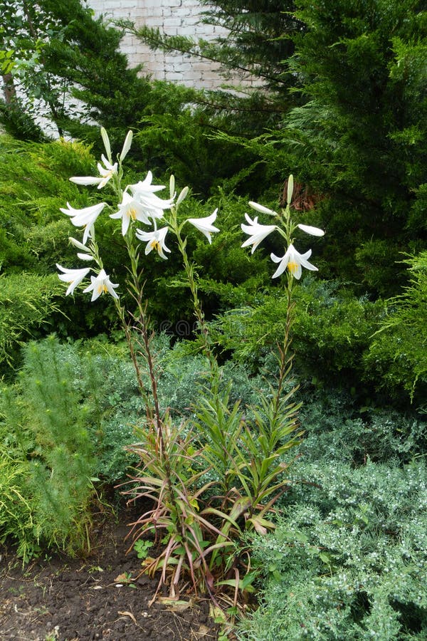 Four Madonna Lilies in Full Bloom in June Stock Photo - Image of plant ...