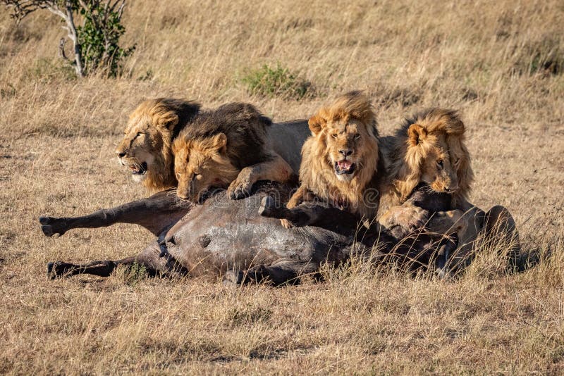 Four Male Lion Lie Behind Buffalo Carcase Stock Photo - Image of ...