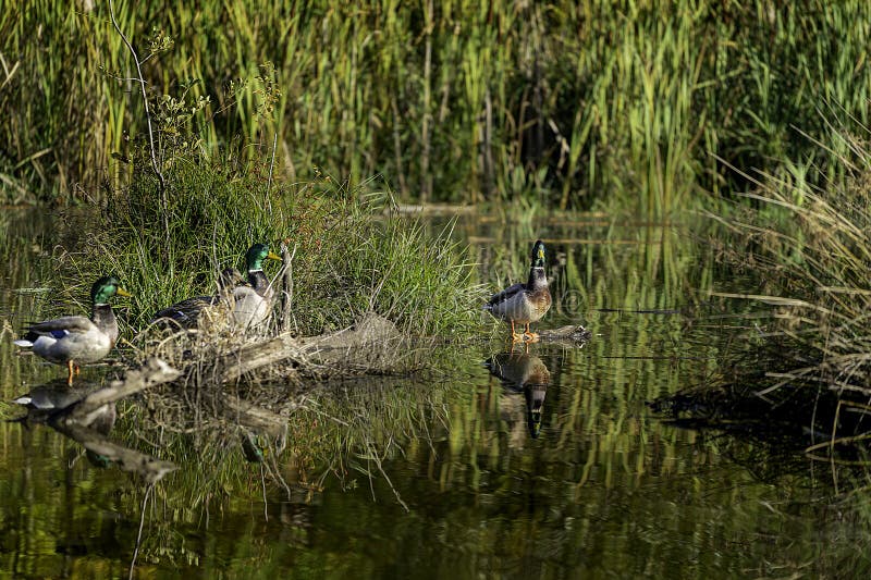 Four Mallards editorial stock image. Image of algea - 269616559