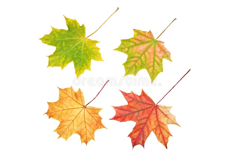 Four Maple Leaves of an Unusual Pink Color Stock Image - Image of maple ...
