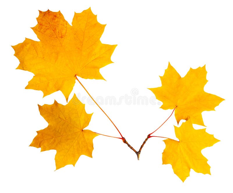 Four Maple Leaves on Cutting Stock Photo - Image of background, maple ...