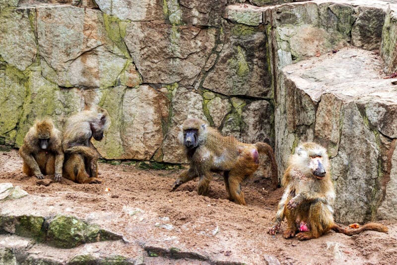 Monkeys in the Wroclaw Zoo, Poland Stock Photo - Image of visitors ...