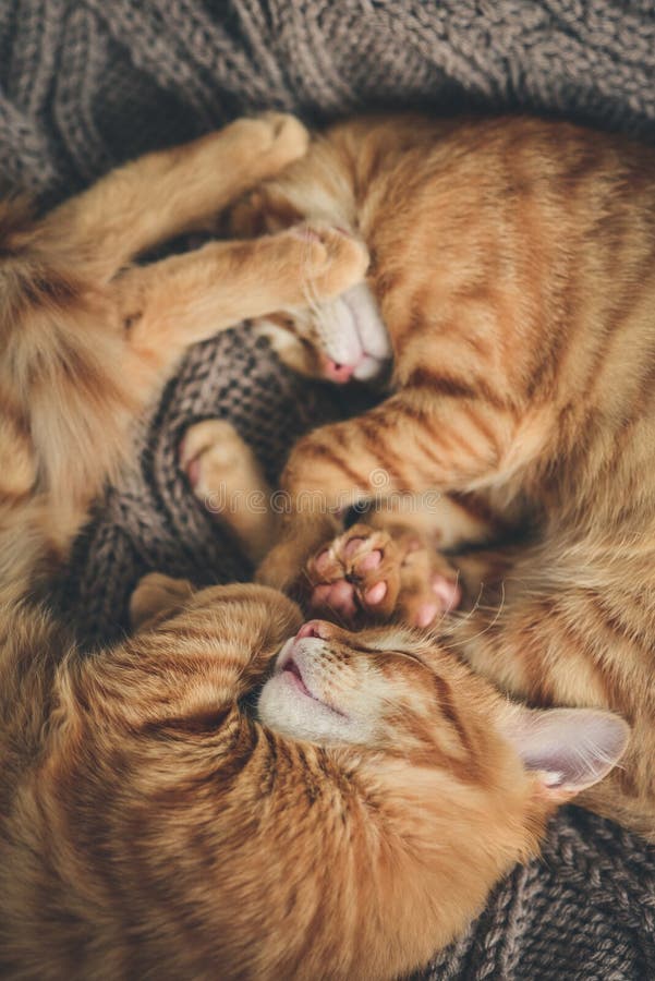 Four month ginger kittens stock photo. Image of rest - 211505300 Four month ginger kittens stock photo. Image of rest - 211505300