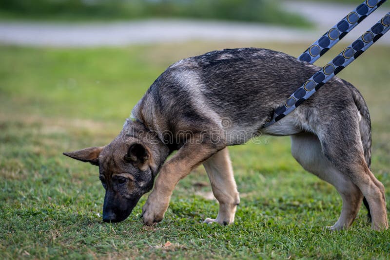 Are German Shepherds Used For Tracking