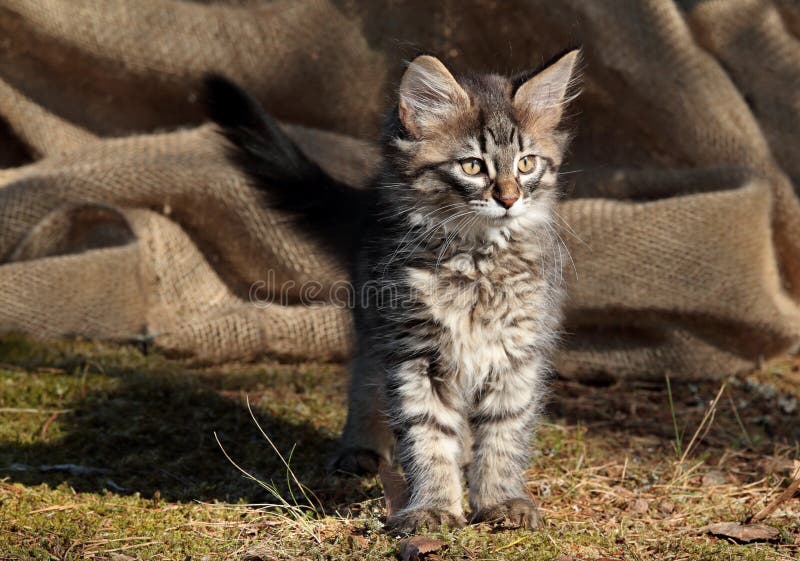 A Four Months Old Norwegian Forest Cat Kitten Stock Photo - Image of ...