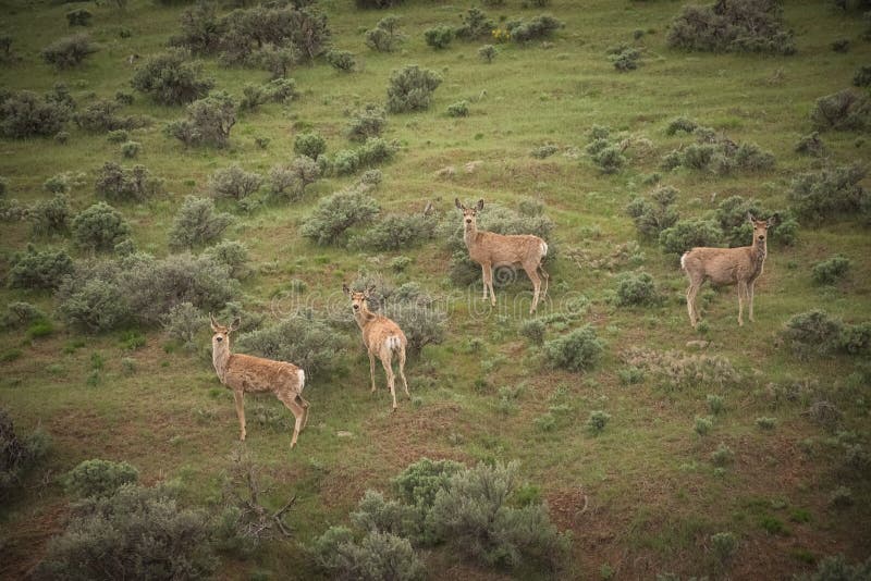 Four Mule Deer Bucks stock image. Image of animal, mountain - 150330077