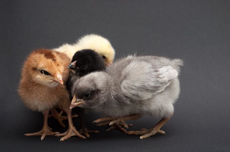 Four Multi Colored Chicks Nestled To Each Other Stock Photos - Free ...