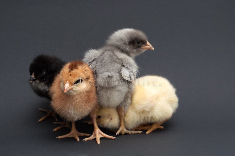 Four Multi Colored Chicks Nestled To Each Other Stock Photos - Free ...