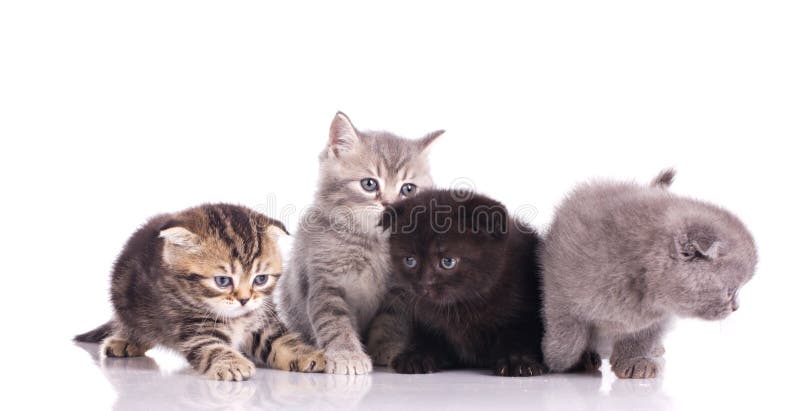 Four multicolored kittens stock photo. Image of hair - 24340188