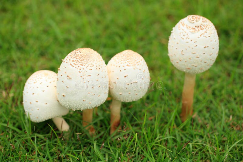 The Fungi cup red mushroom stock image. Image of leaf - 32980487