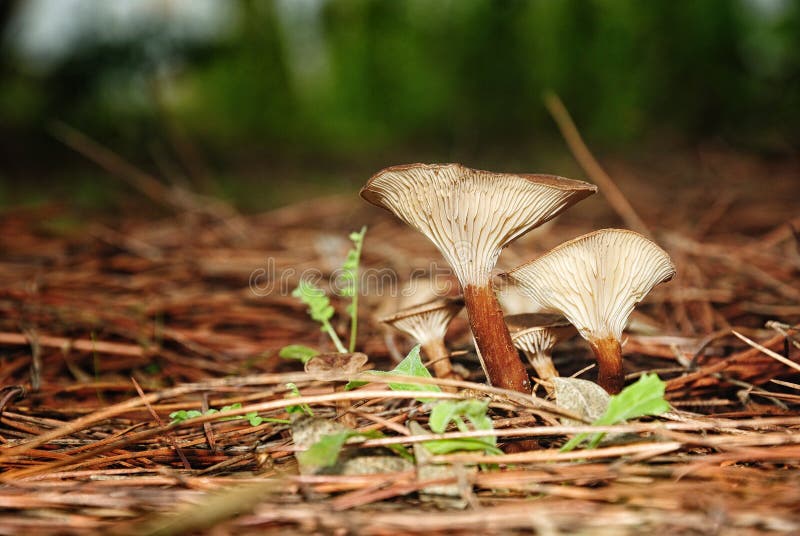 Four Mushrooms in a Pine Forest Stock Photo - Image of mushroom, fungus ...
