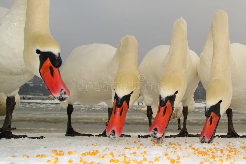 Four Mute Swans are Feeding Stock Image - Image of marsh, beautiful ...