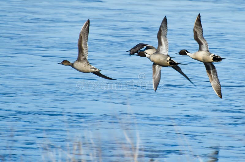Pintail Duck in Flight stock photo. Image of forsythe - 23547740